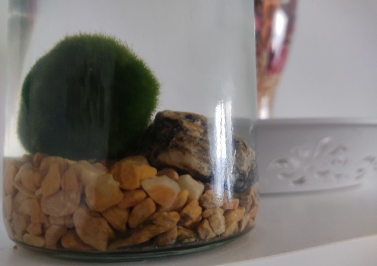 ReggioInforma - Luoghi da conoscere - Alla scoperta della leggenda del Marimo: l'alga "danzante ...